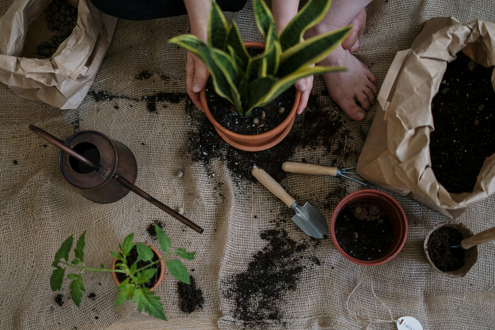 Companion Planting: Plants That Grow Well Together