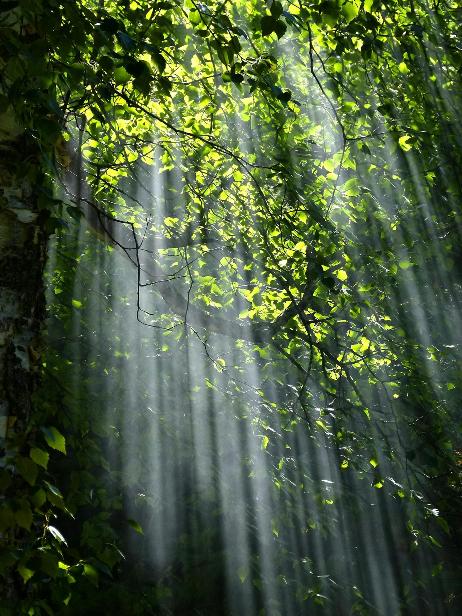 The Importance of Sunlight: How Much Do Your Plants Need?