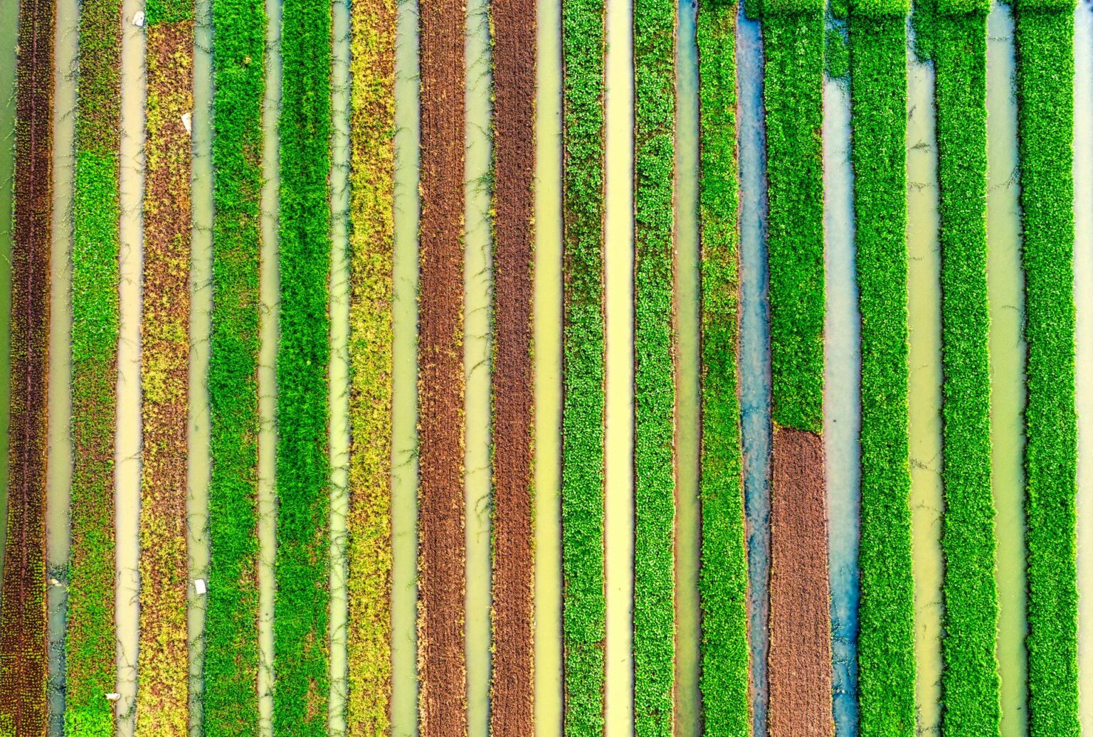 Crop Rotation Gardening: Boost Soil Health & Yields