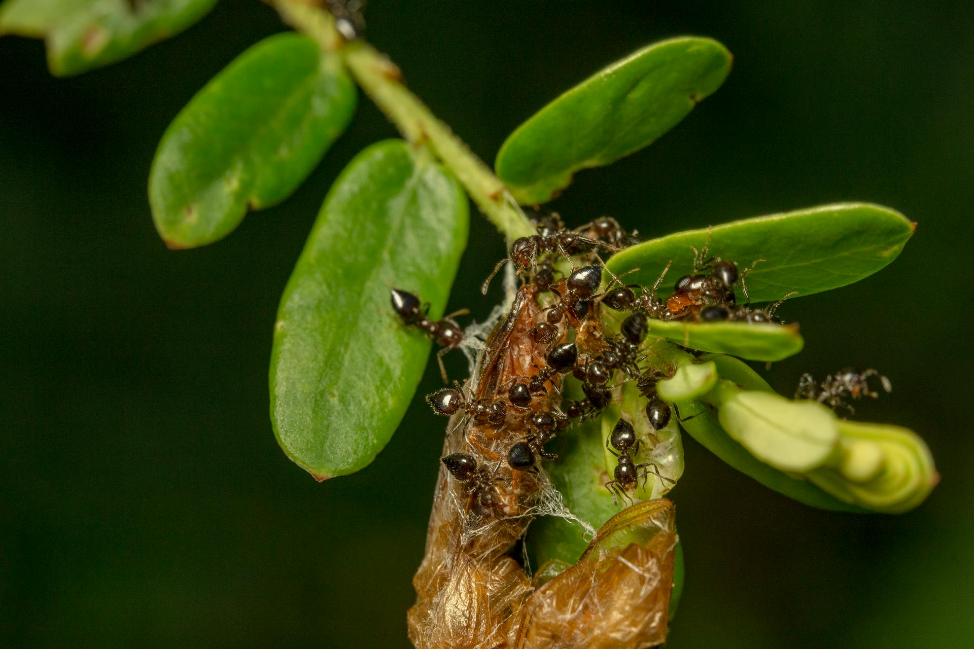 Pesticide Resistance: Can Pests Really Become Immune?