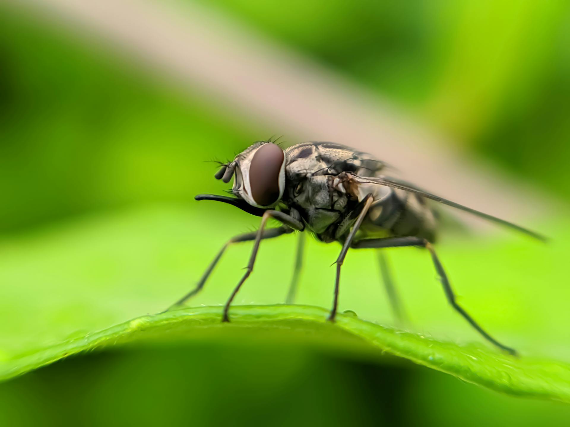 Pesticide Resistance: Can Pests Really Become Immune?