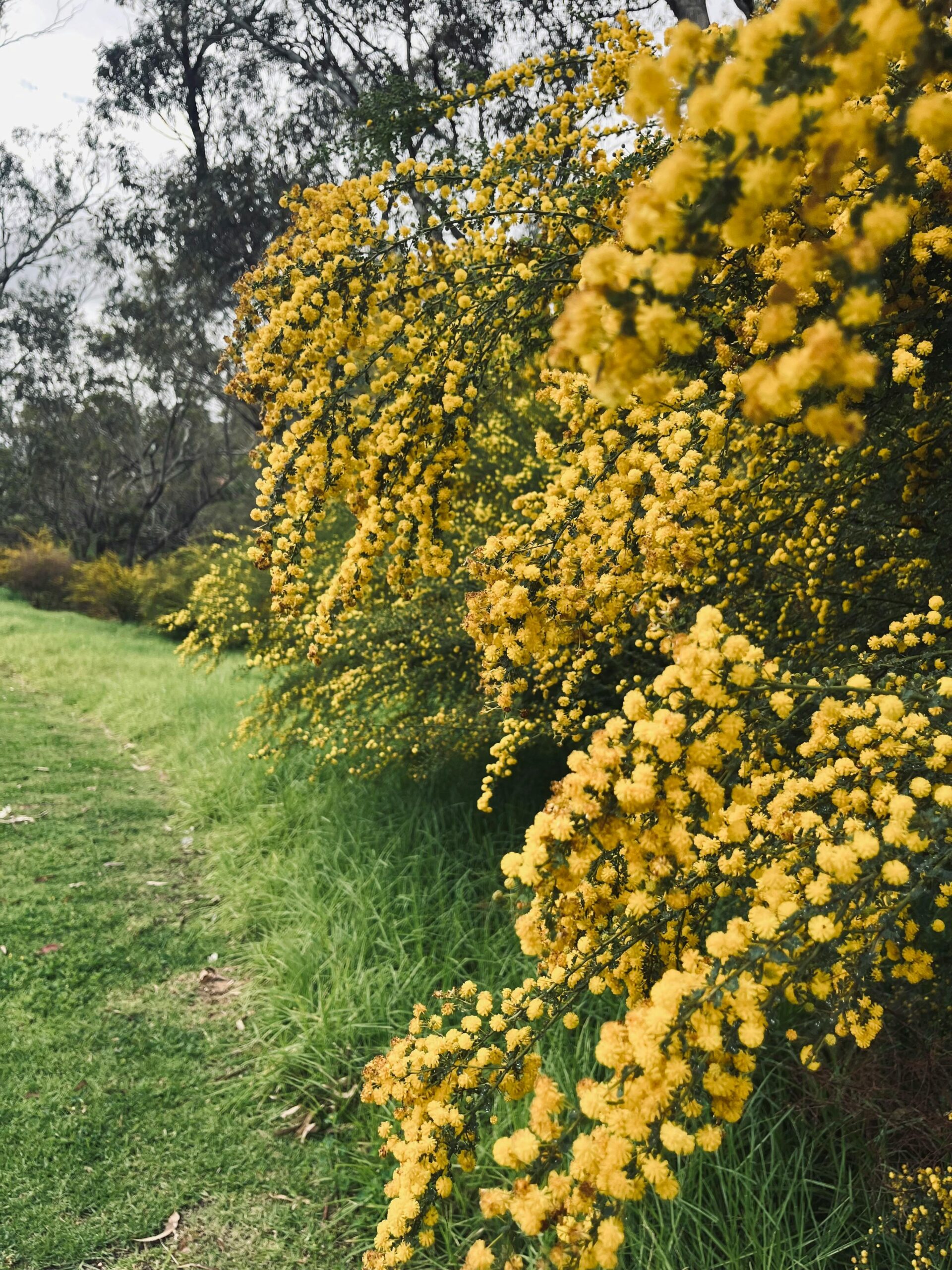 CK88 Fertiliser: Soil Booster for Lush Gardens and Crops